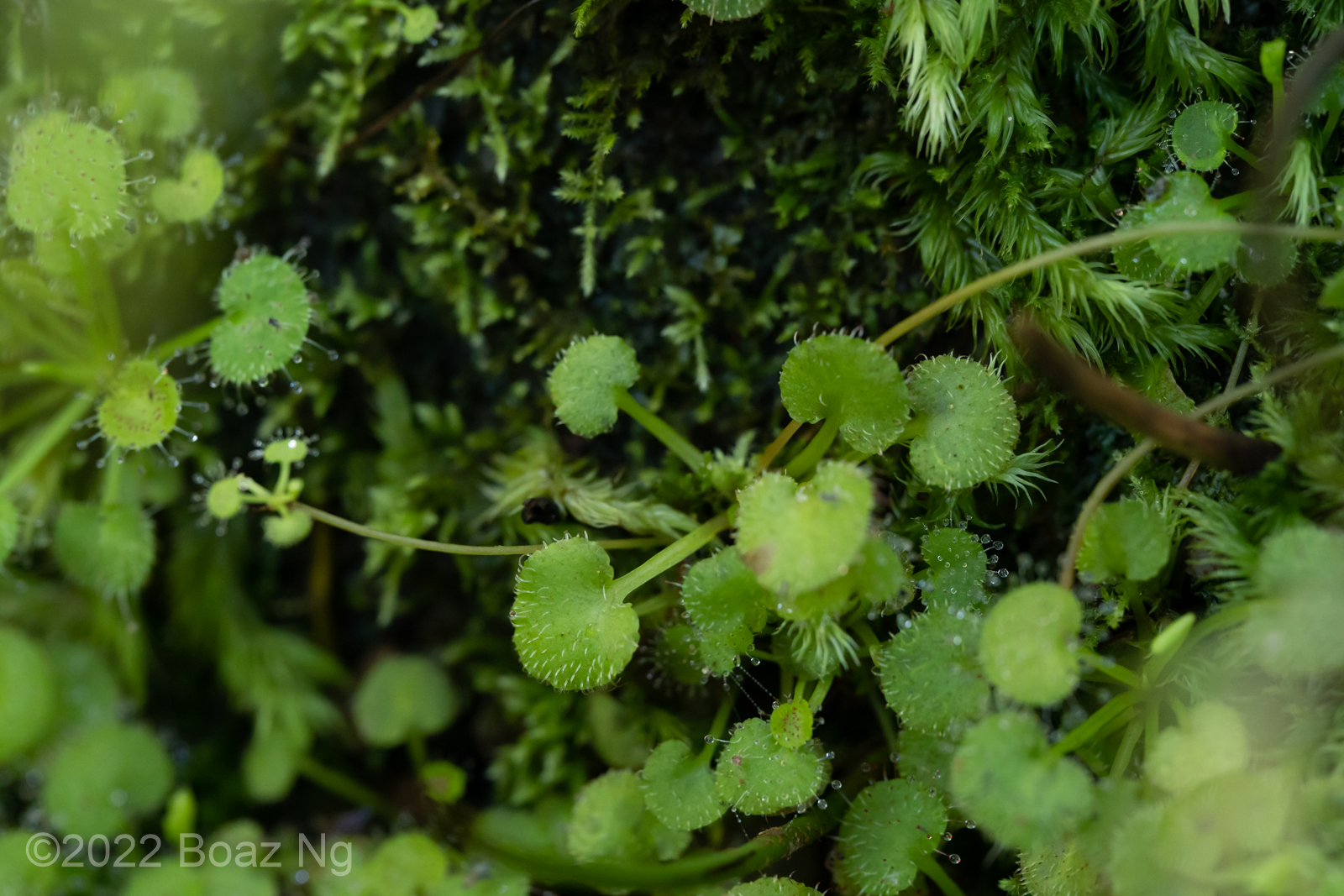 Species profile: Drosera prolifera - Fierce Flora