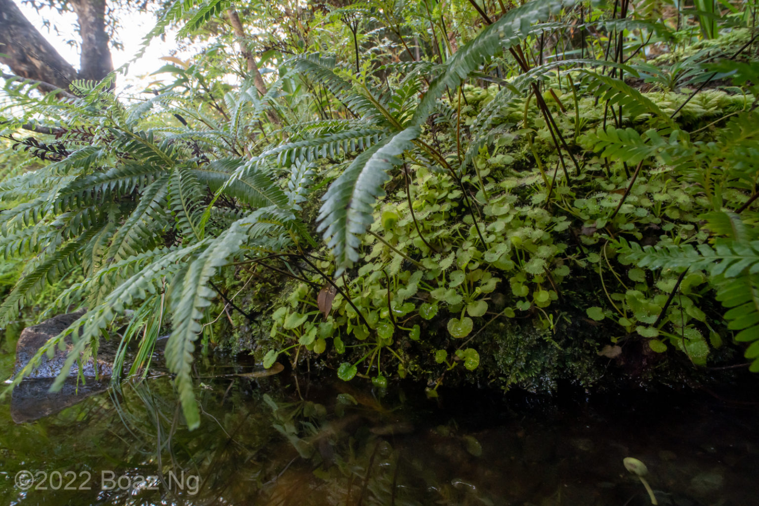 Species profile: Drosera prolifera - Fierce Flora