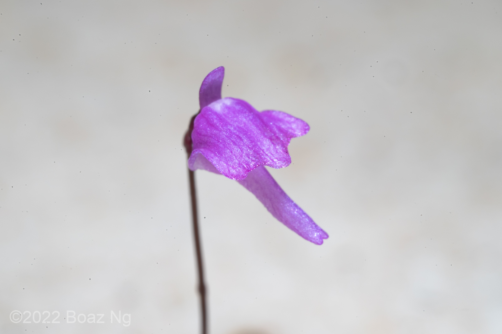 Utricularia minutissima Species profile - Fierce Flora