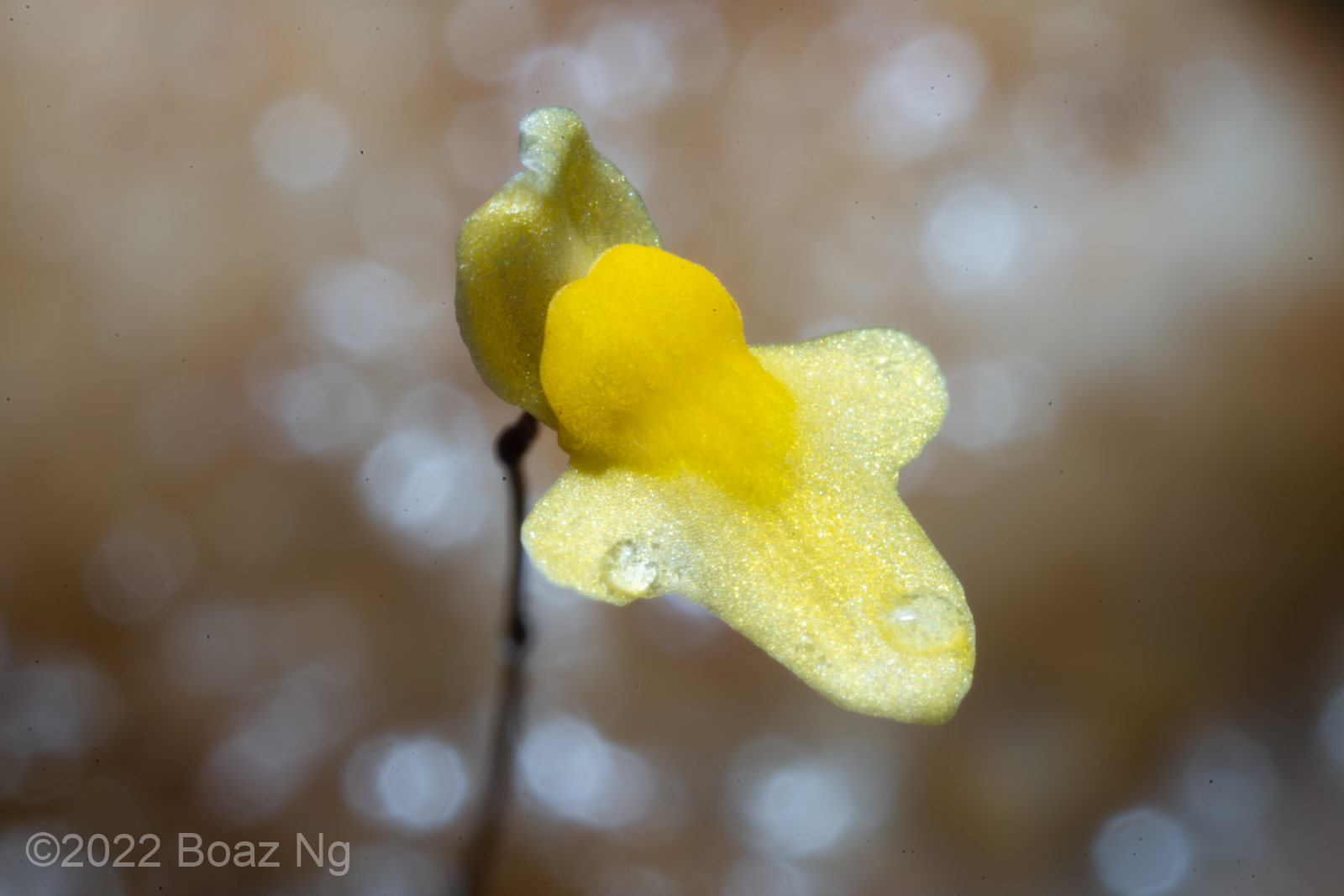 Species profile: Utricularia subulata - Fierce Flora