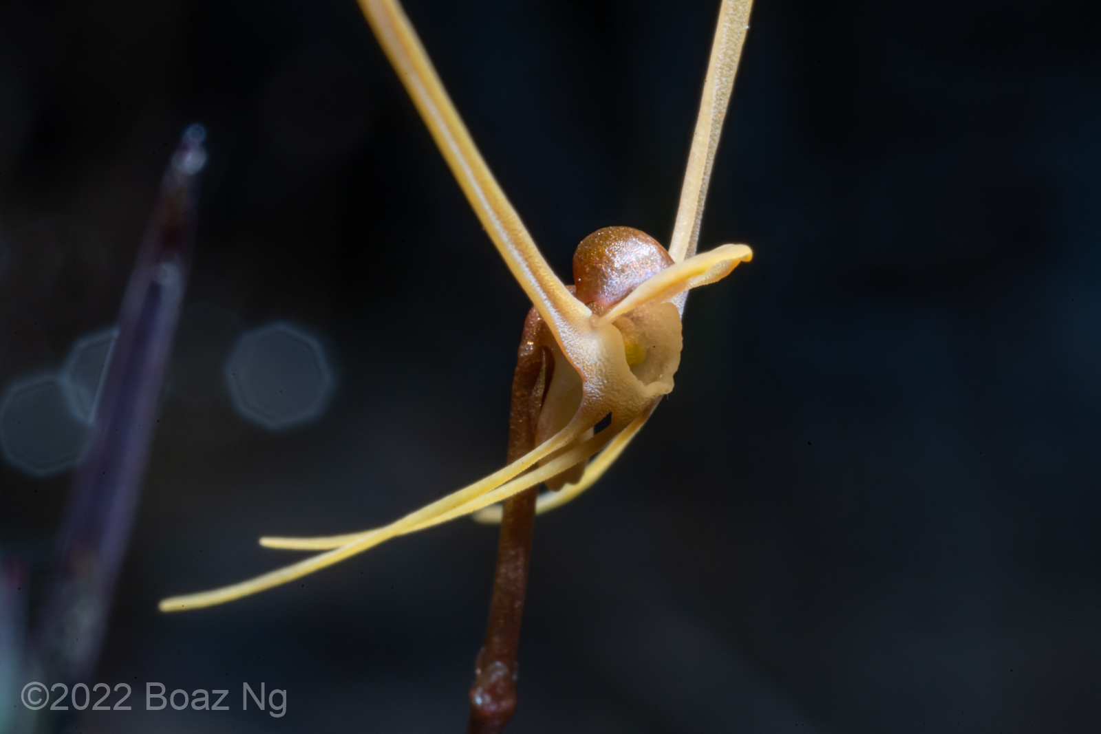 Species profile: Utricularia lowriei - Fierce Flora