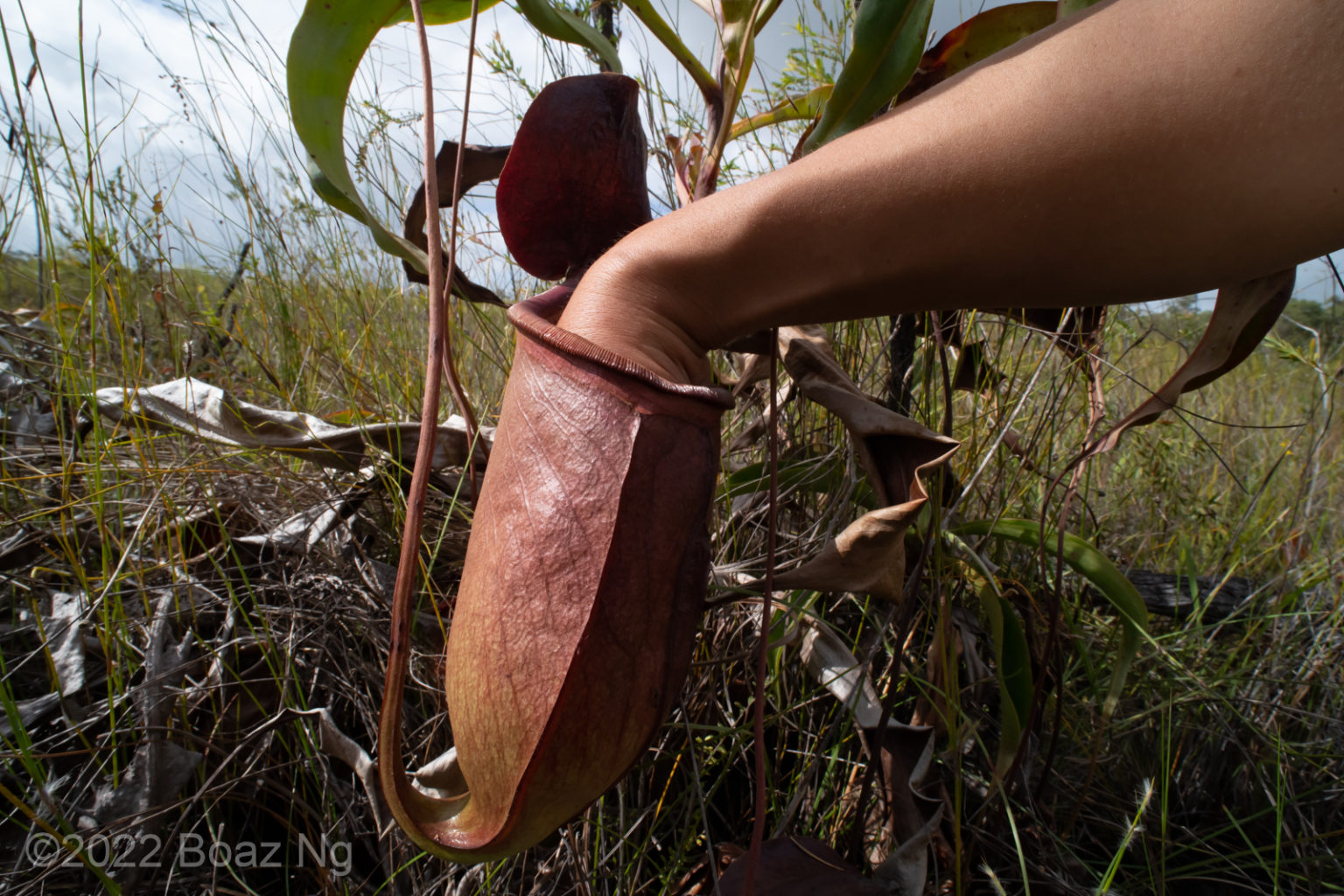 Nepenthes rowaniae Species Profile - Fierce Flora