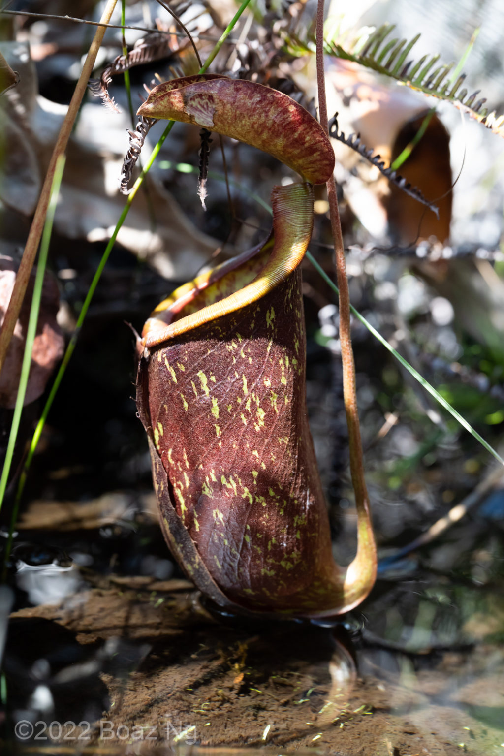Nepenthes rowaniae Species Profile - Fierce Flora
