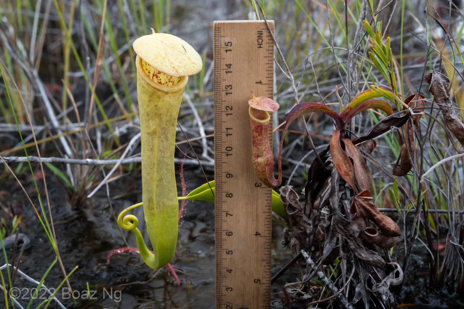 Species profile: Nepenthes parvula - Fierce Flora
