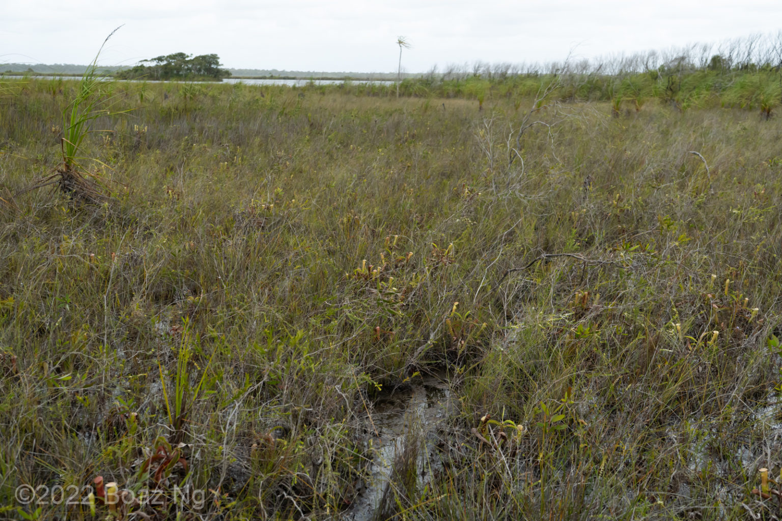 Species profile: Nepenthes parvula - Fierce Flora