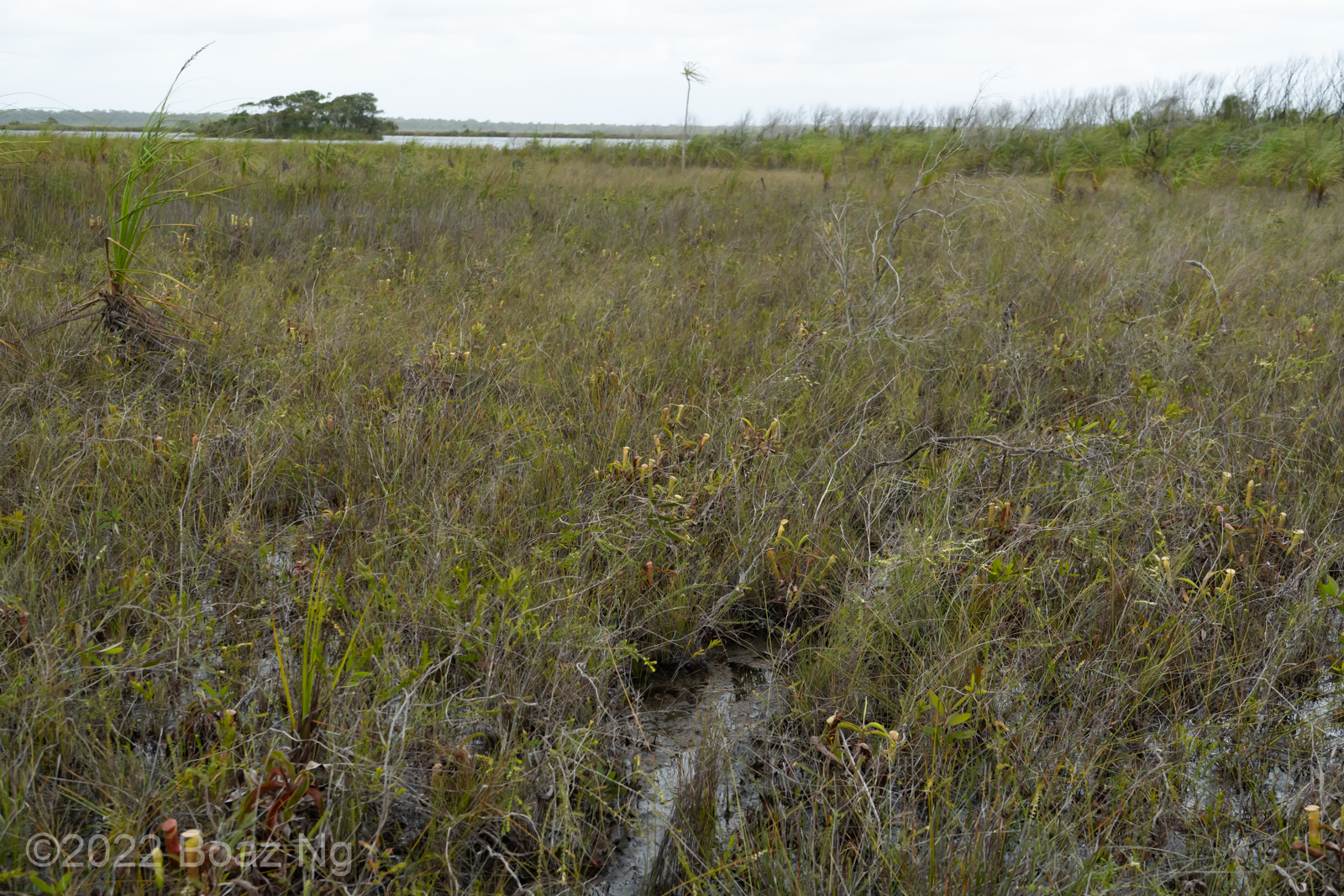 Species profile: Nepenthes parvula - Fierce Flora