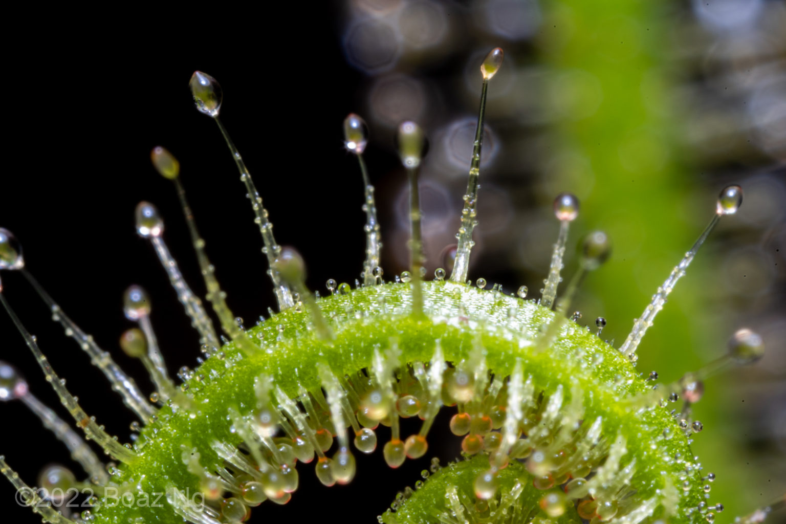 Drosera finlaysoniana Species Profile - Fierce Flora