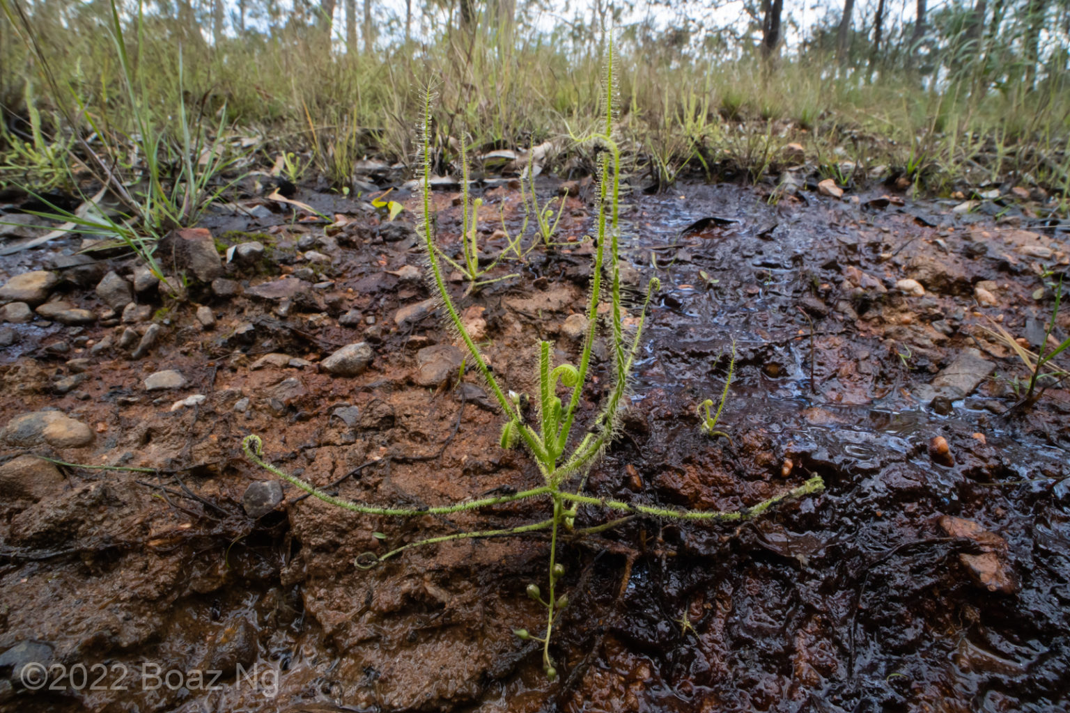 Drosera finlaysoniana Species Profile - Fierce Flora