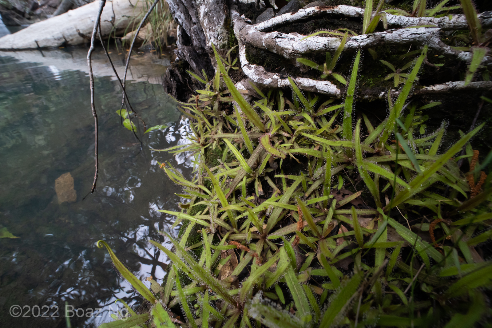 Drosera adelae Species Profile - Fierce Flora