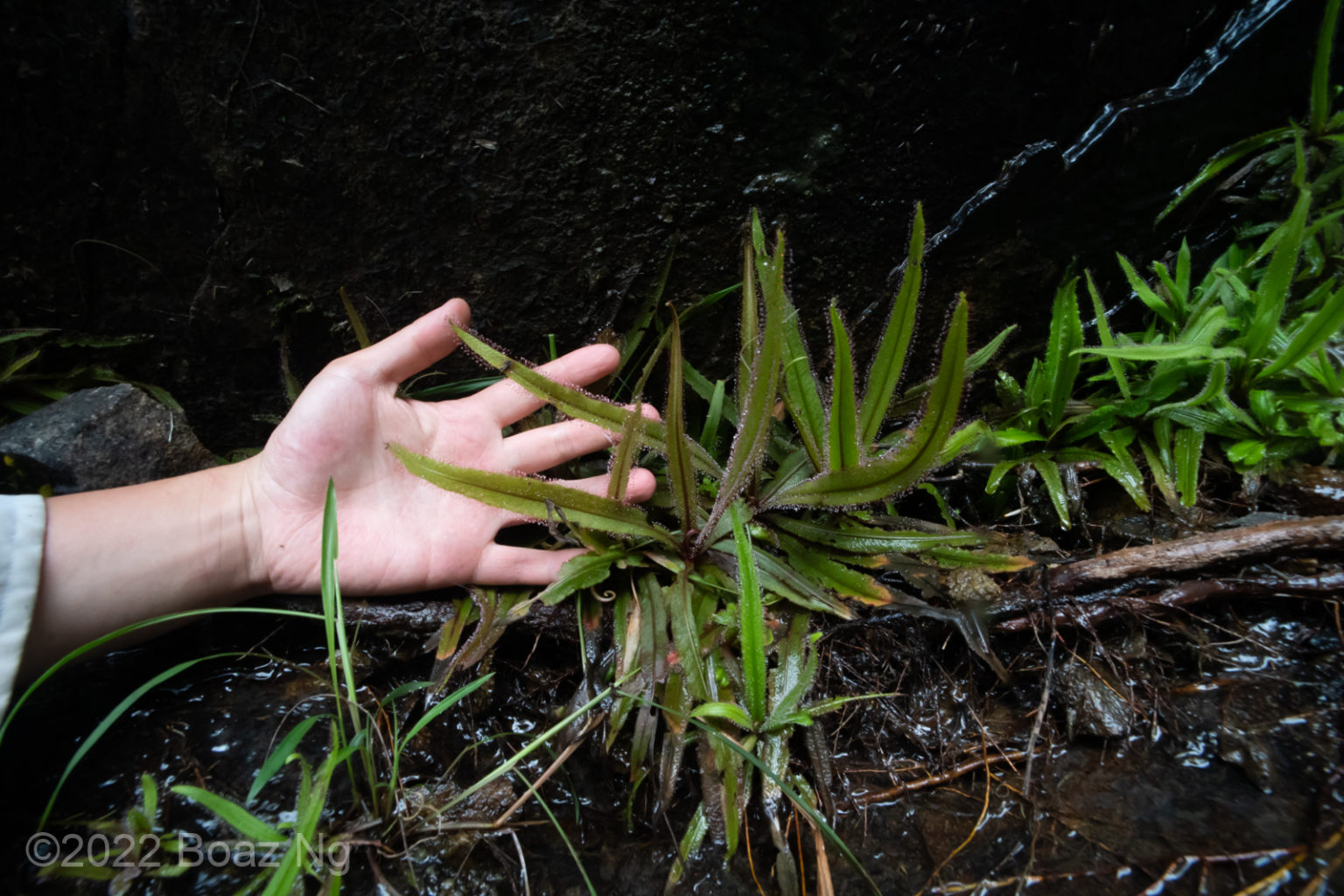 Drosera adelae Species Profile - Fierce Flora