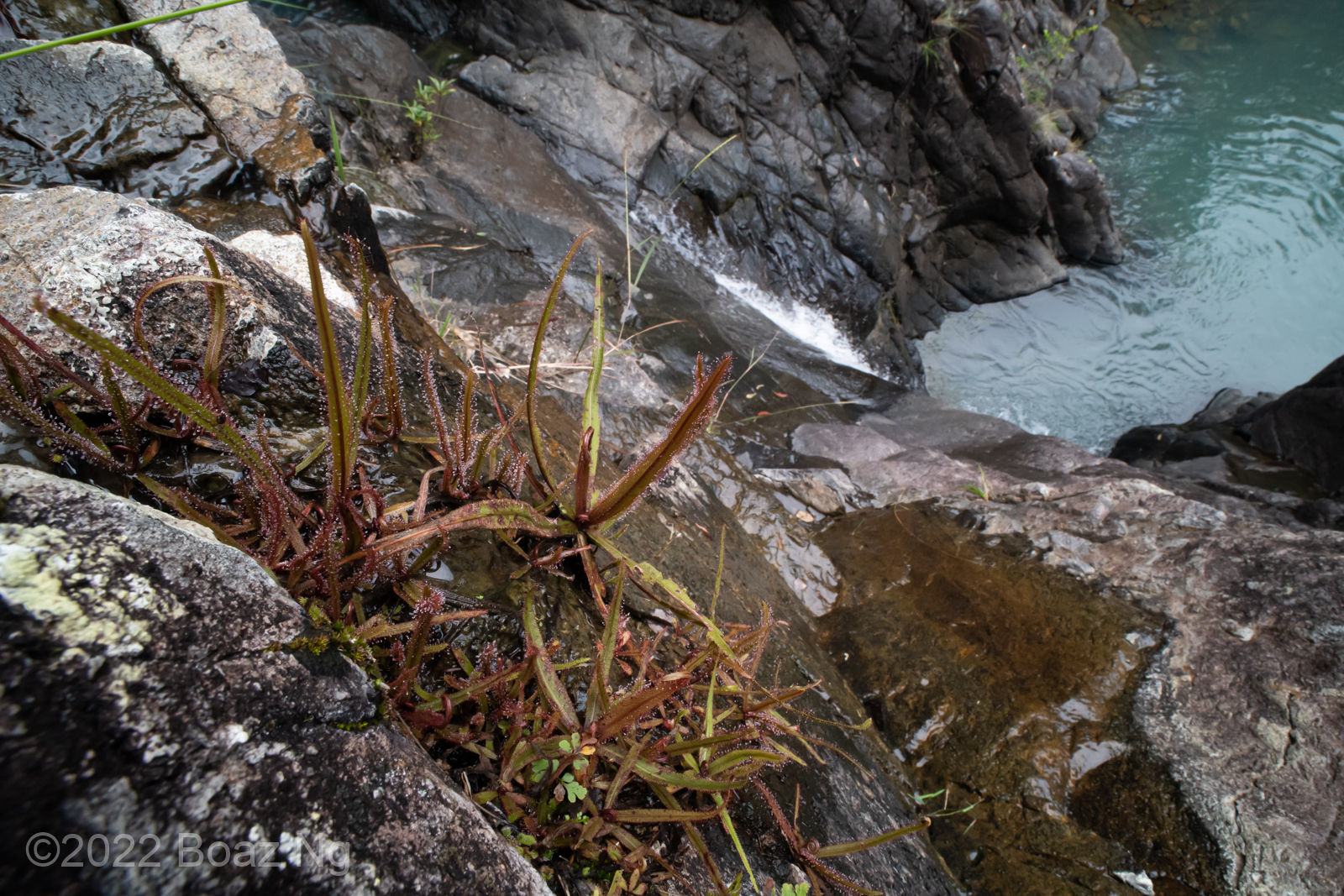 Drosera adelae Species Profile - Fierce Flora