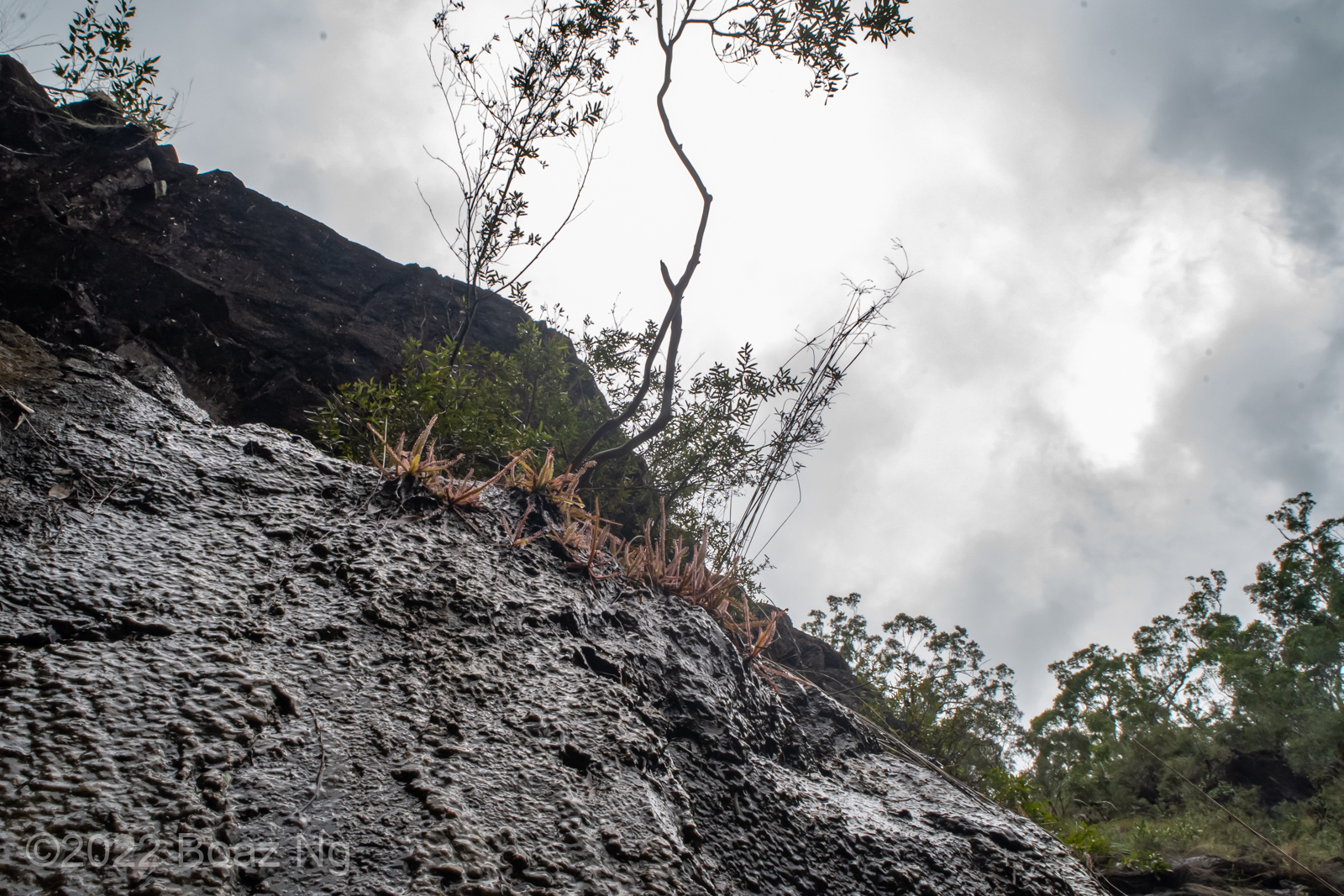 Drosera adelae Species Profile - Fierce Flora