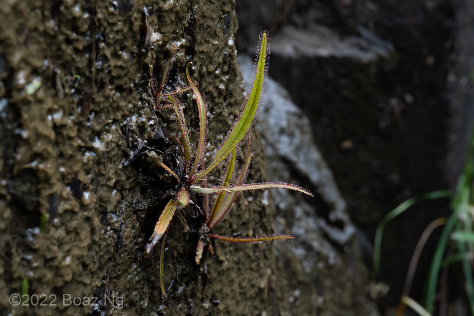 Drosera adelae Species Profile - Fierce Flora