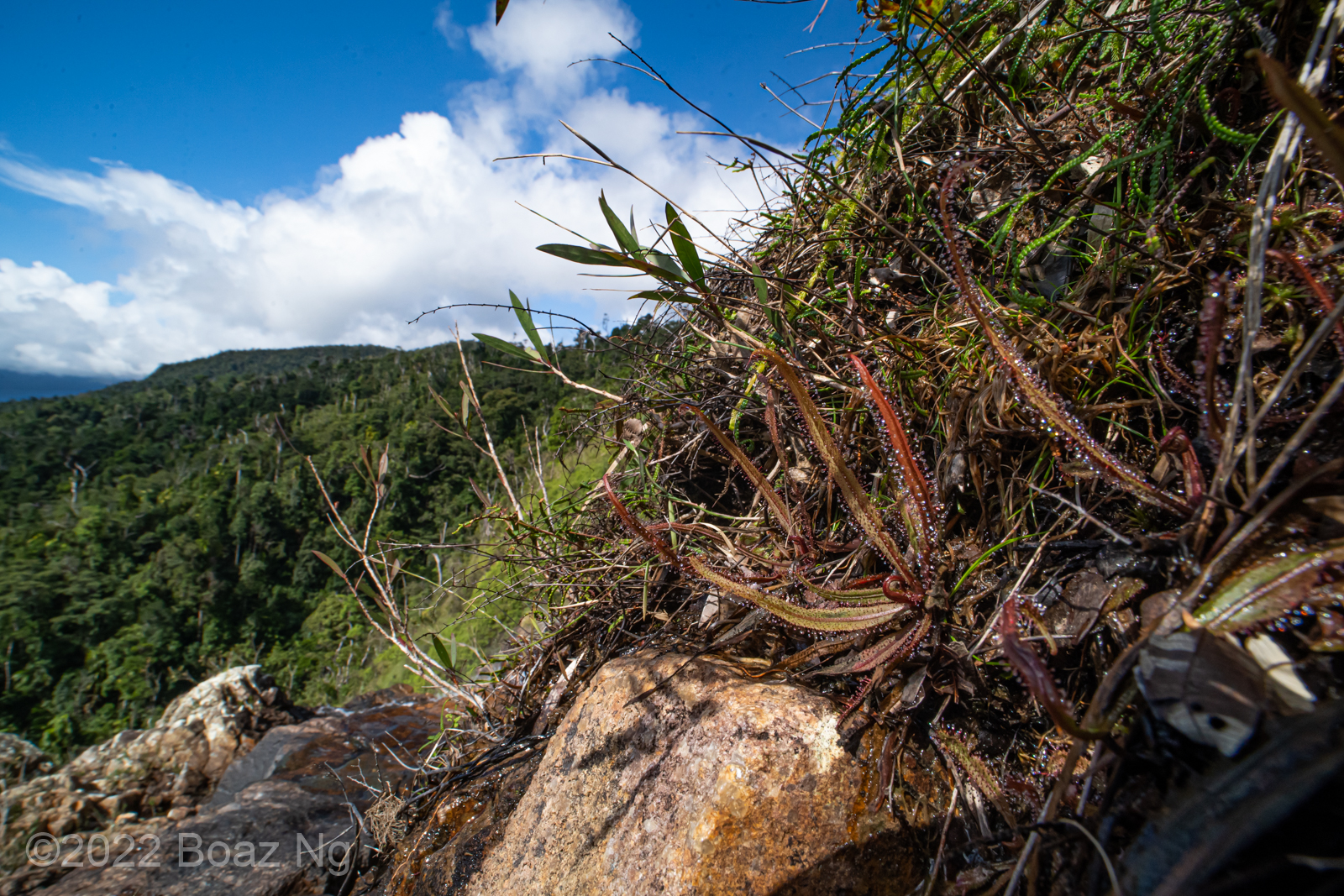 Drosera adelae Species Profile - Fierce Flora