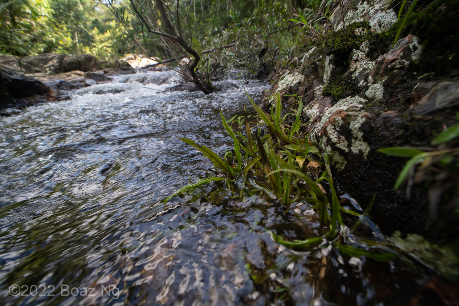 Drosera adelae Species Profile - Fierce Flora