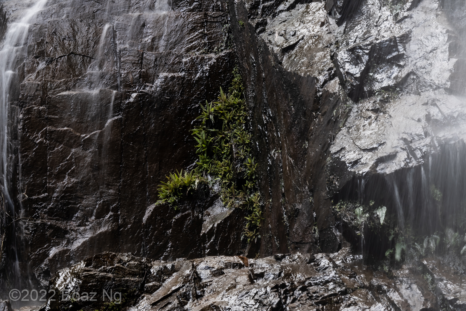 Drosera adelae Species Profile - Fierce Flora