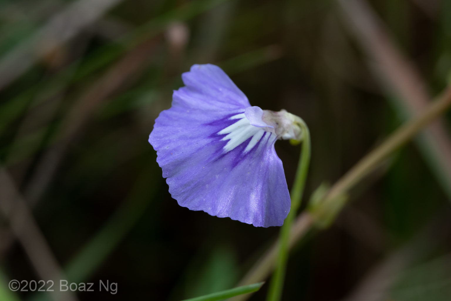 Utricularia terraereginae Species Profile - Fierce Flora
