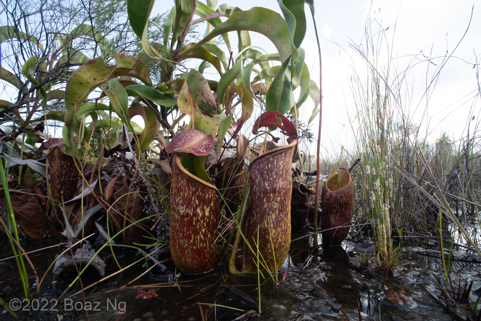 Natural Hybrids in Australian Nepenthes - Fierce Flora