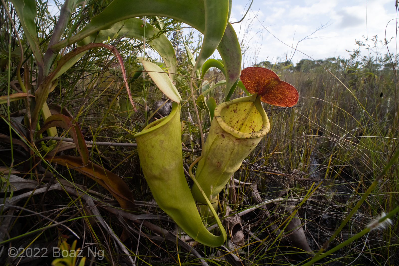 Natural Hybrids in Australian Nepenthes - Fierce Flora