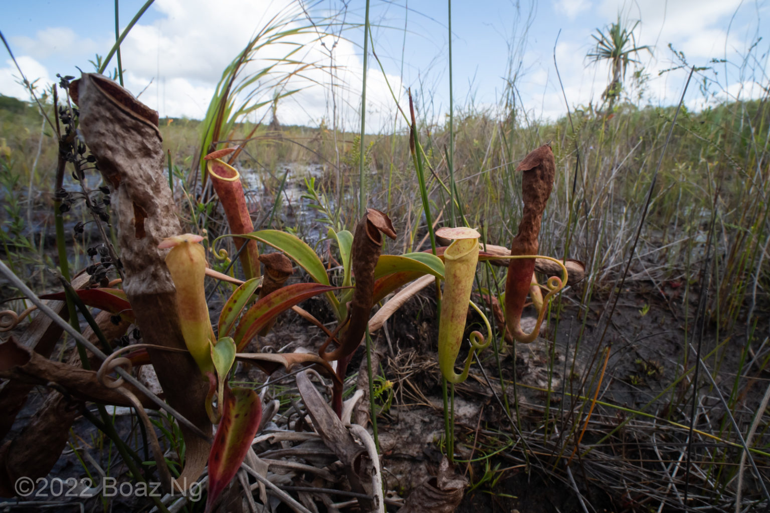 Natural Hybrids in Australian Nepenthes - Fierce Flora
