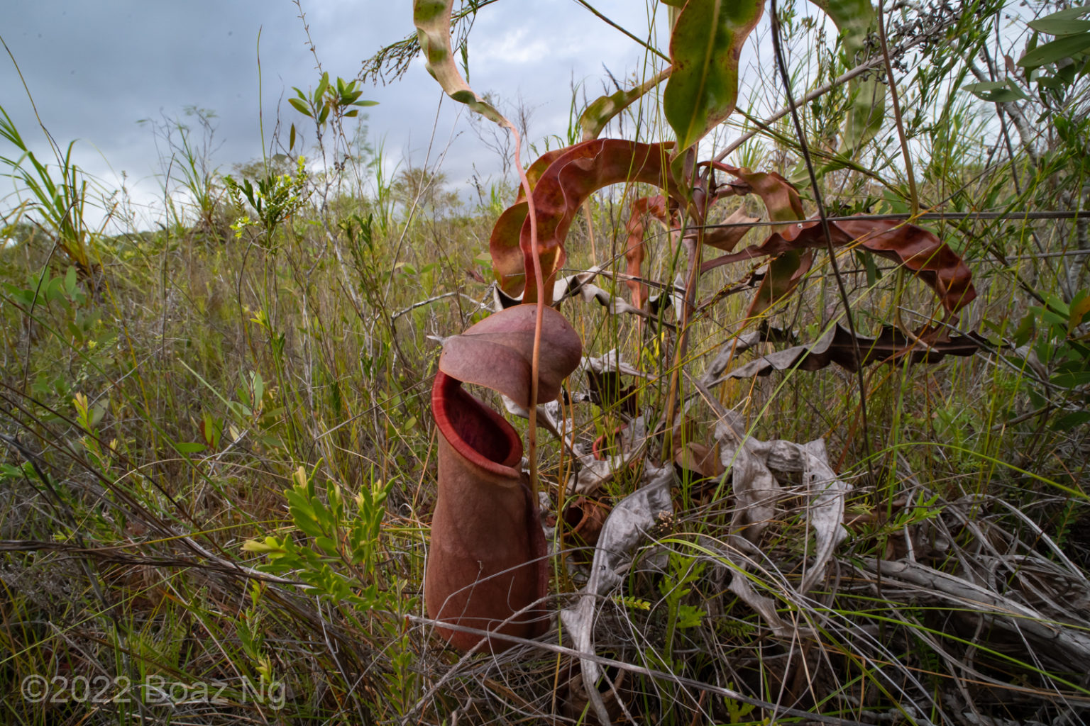 Natural Hybrids in Australian Nepenthes - Fierce Flora