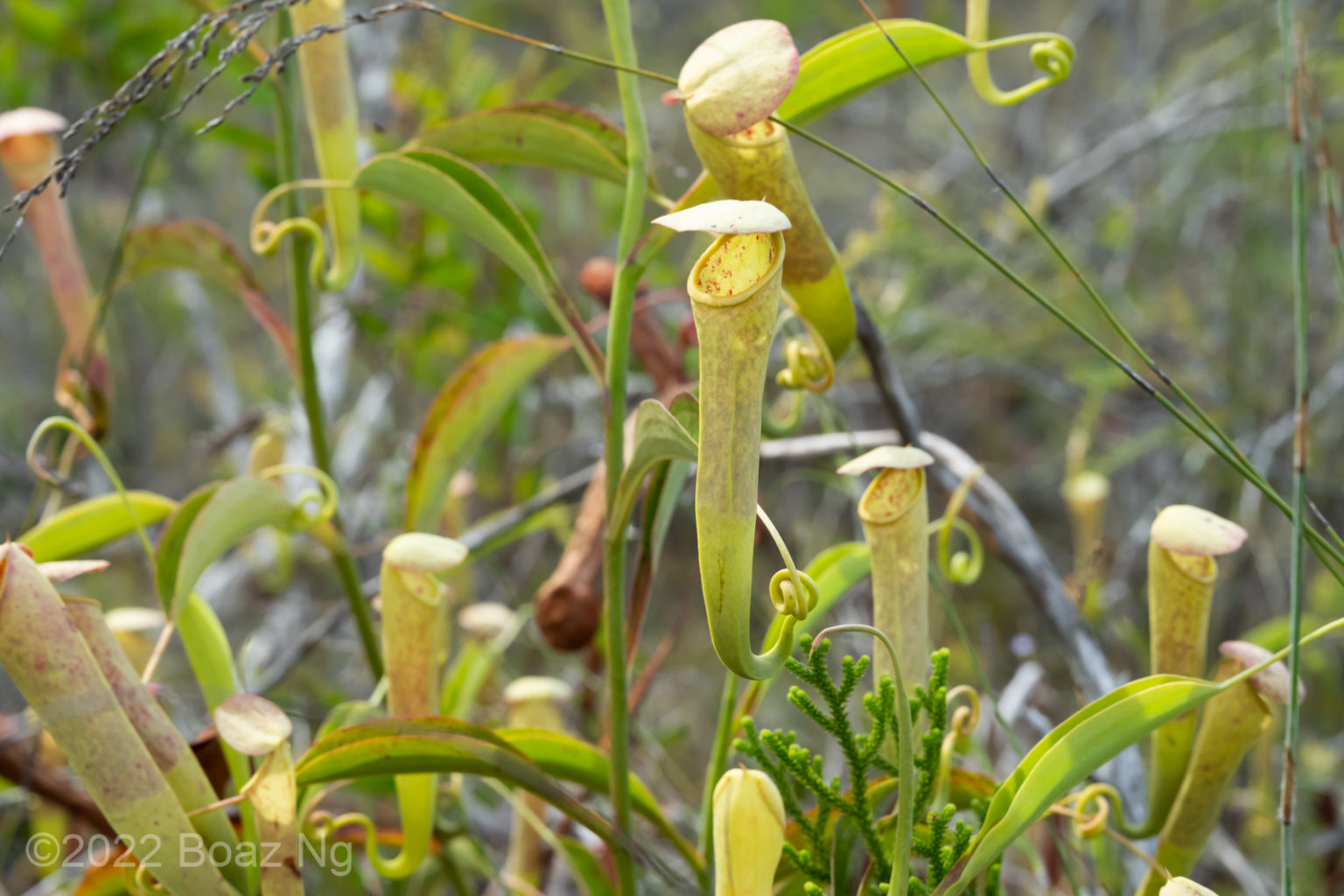 Natural Hybrids in Australian Nepenthes - Fierce Flora