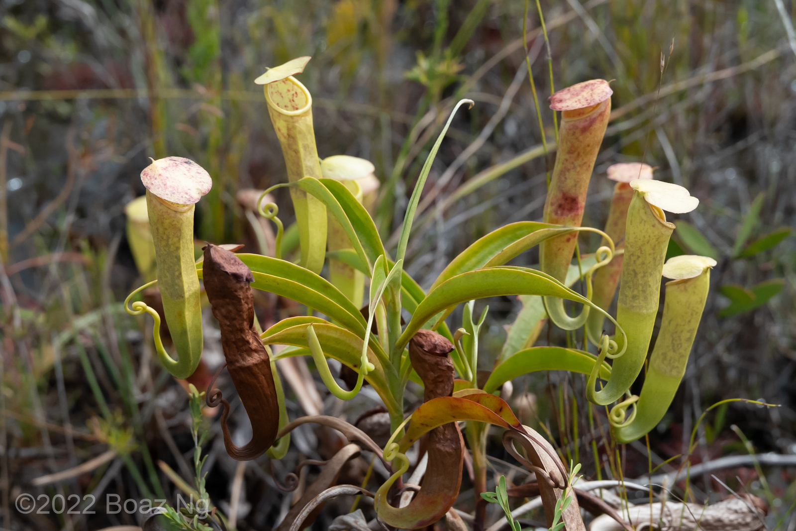 Natural Hybrids in Australian Nepenthes - Fierce Flora