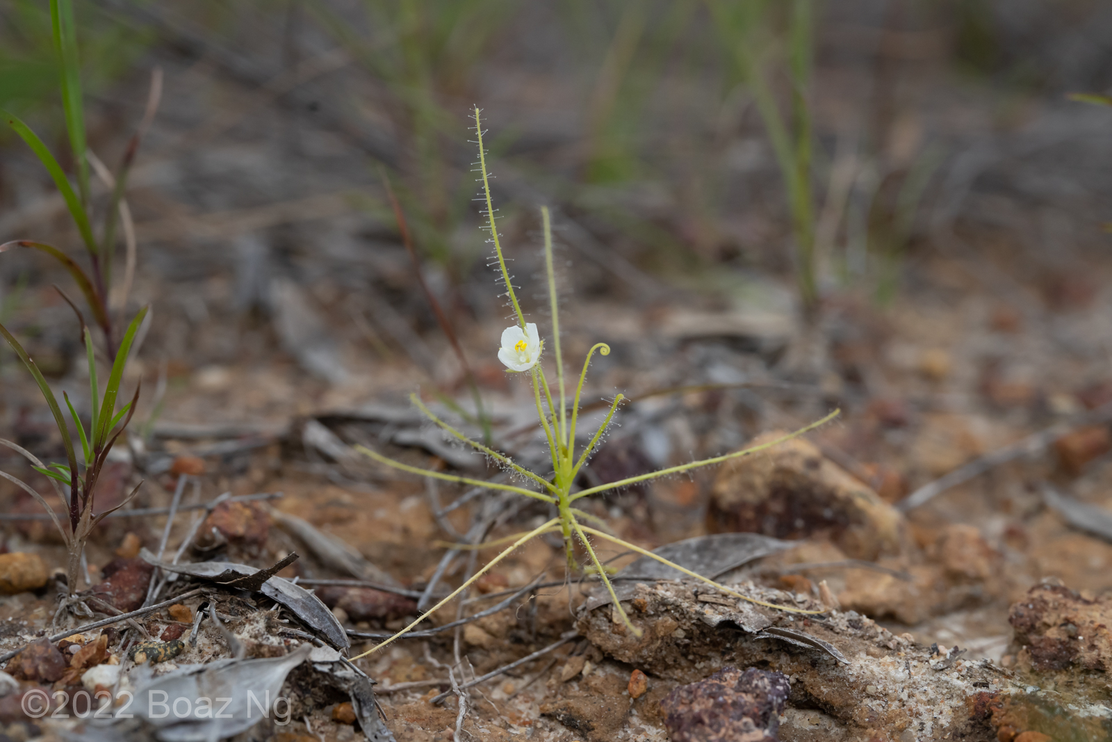Byblis liniflora Species Profile - Fierce Flora