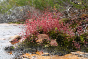 Drosera esperensis Species Profile - Fierce Flora