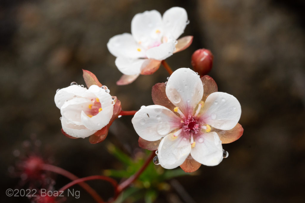 Drosera gracilis - alpine form Species Profile - Fierce Flora