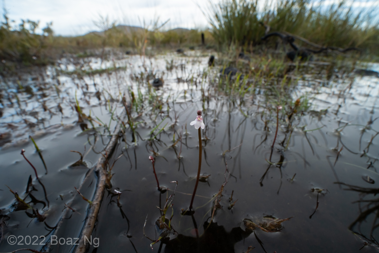 Utricularia westonii Species Profile - Fierce Flora