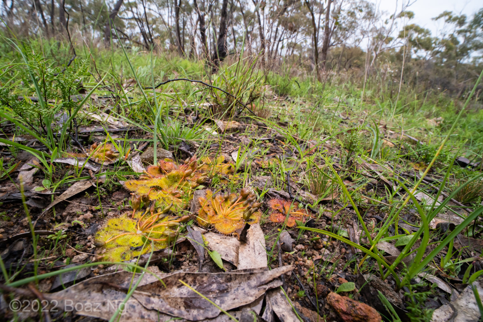 Drosera whittakeri Species Profile - Fierce Flora