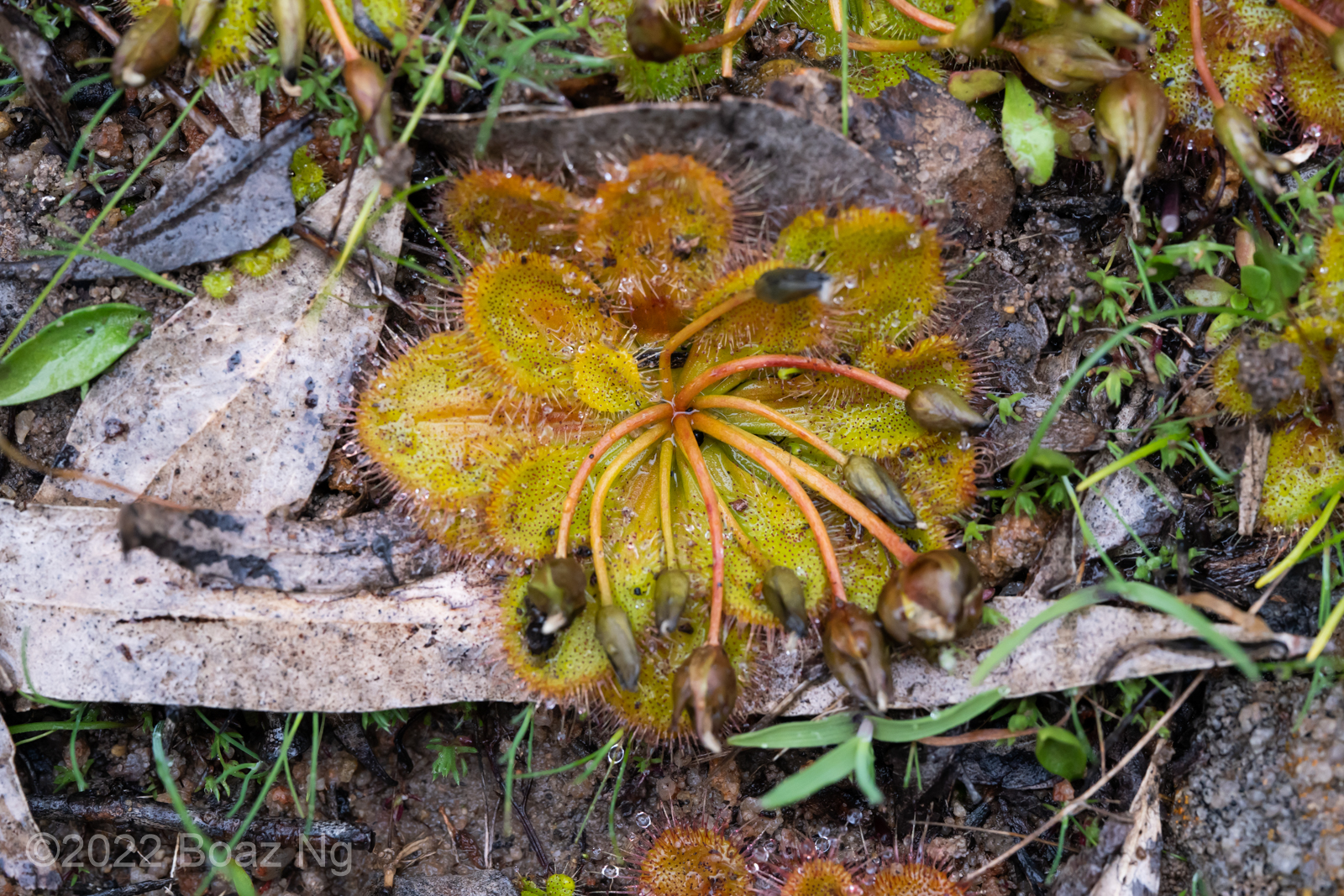 Drosera whittakeri Species Profile - Fierce Flora