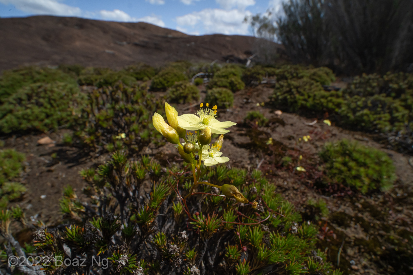 Drosera moorei Species Profile - Fierce Flora