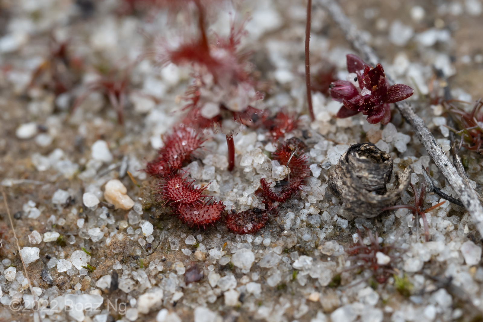 Drosera bicolor Species Profile - Fierce Flora