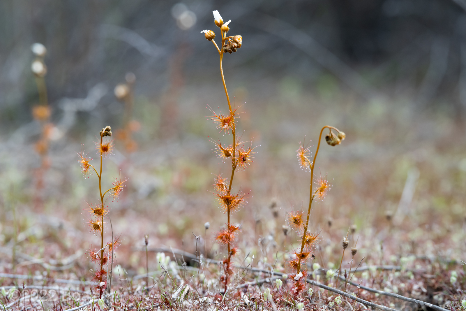 Drosera bicolor Species Profile - Fierce Flora