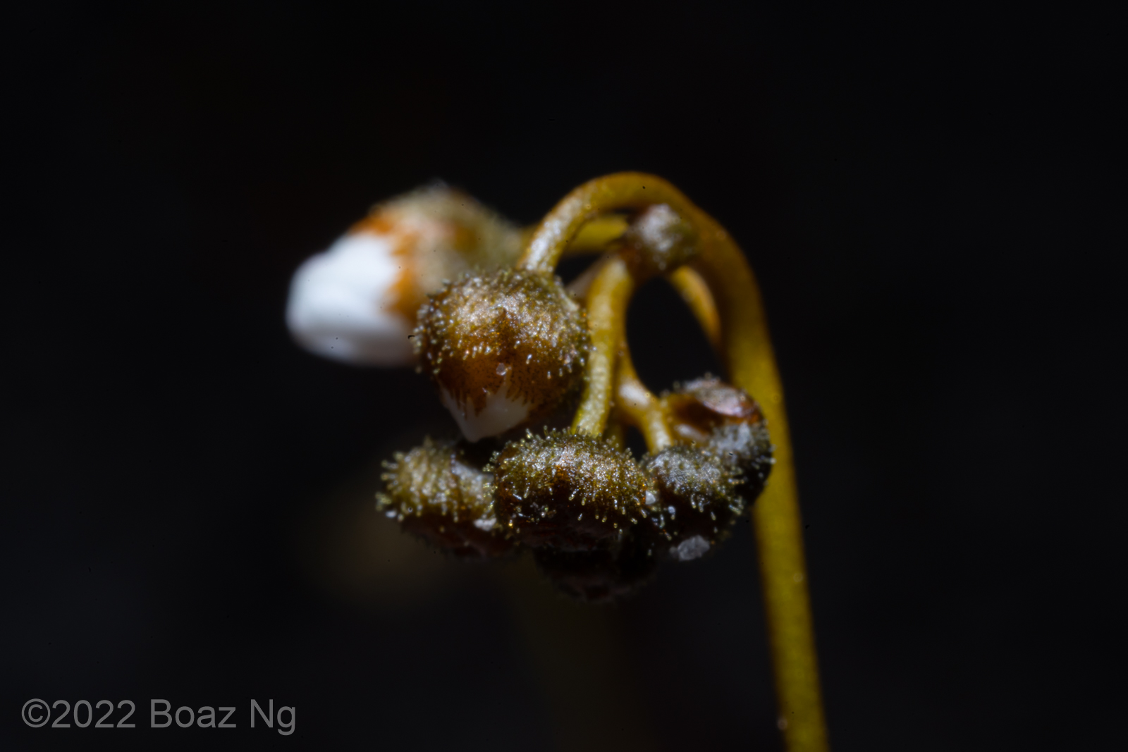 Drosera bicolor Species Profile - Fierce Flora
