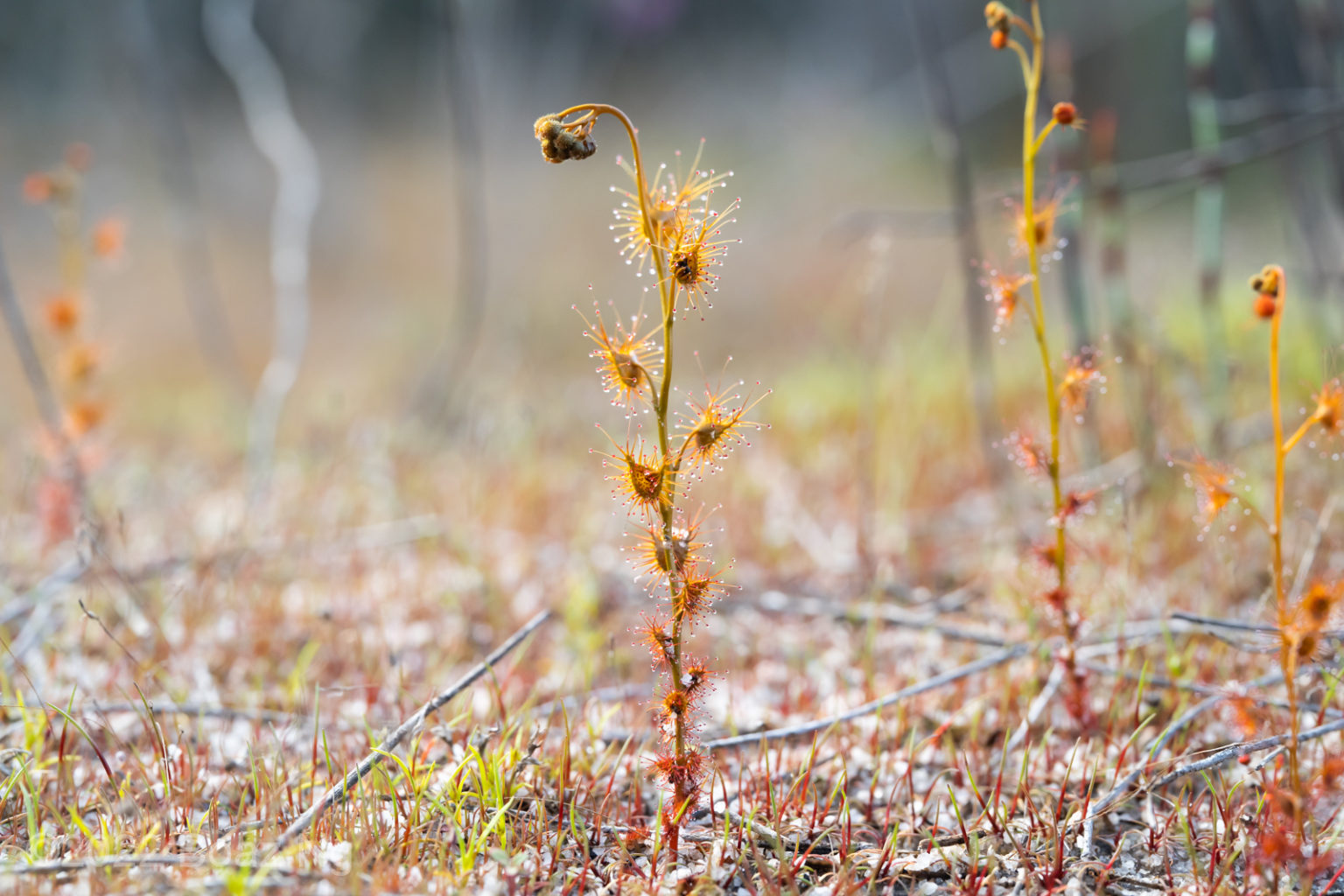 Drosera bicolor Species Profile - Fierce Flora