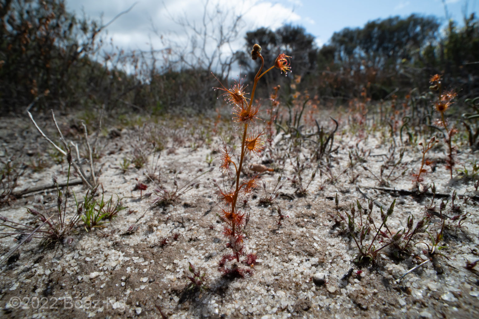 Drosera bicolor Species Profile - Fierce Flora