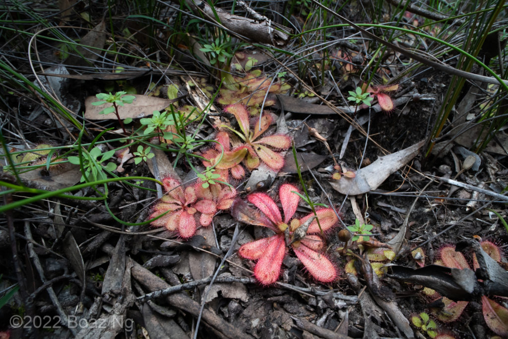 Drosera hookeri Species Profile - Fierce Flora