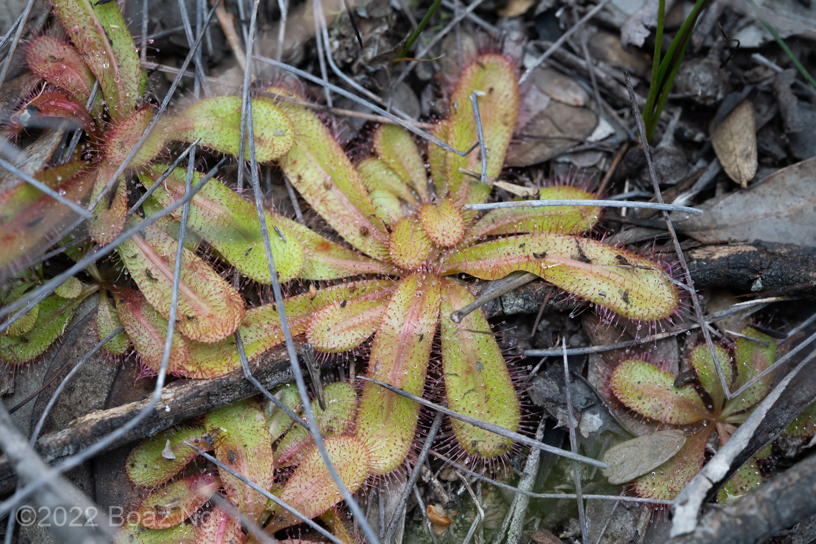 Drosera prostratoscaposa Species Profile - Fierce Flora