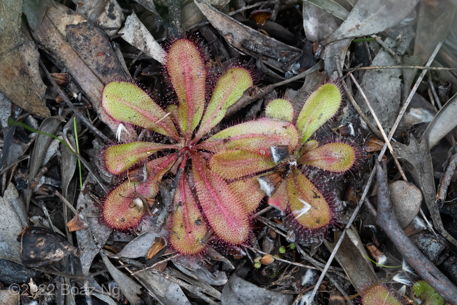 Drosera prostratoscaposa Species Profile - Fierce Flora