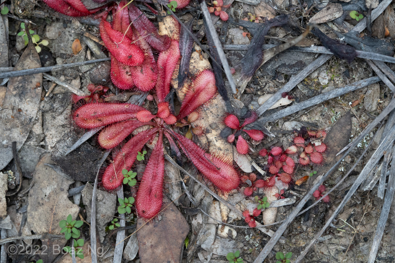 Drosera prostratoscaposa Species Profile - Fierce Flora