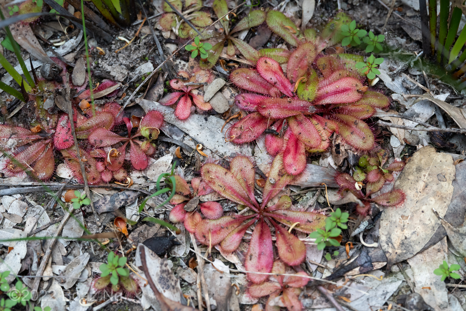 Drosera prostratoscaposa Species Profile - Fierce Flora