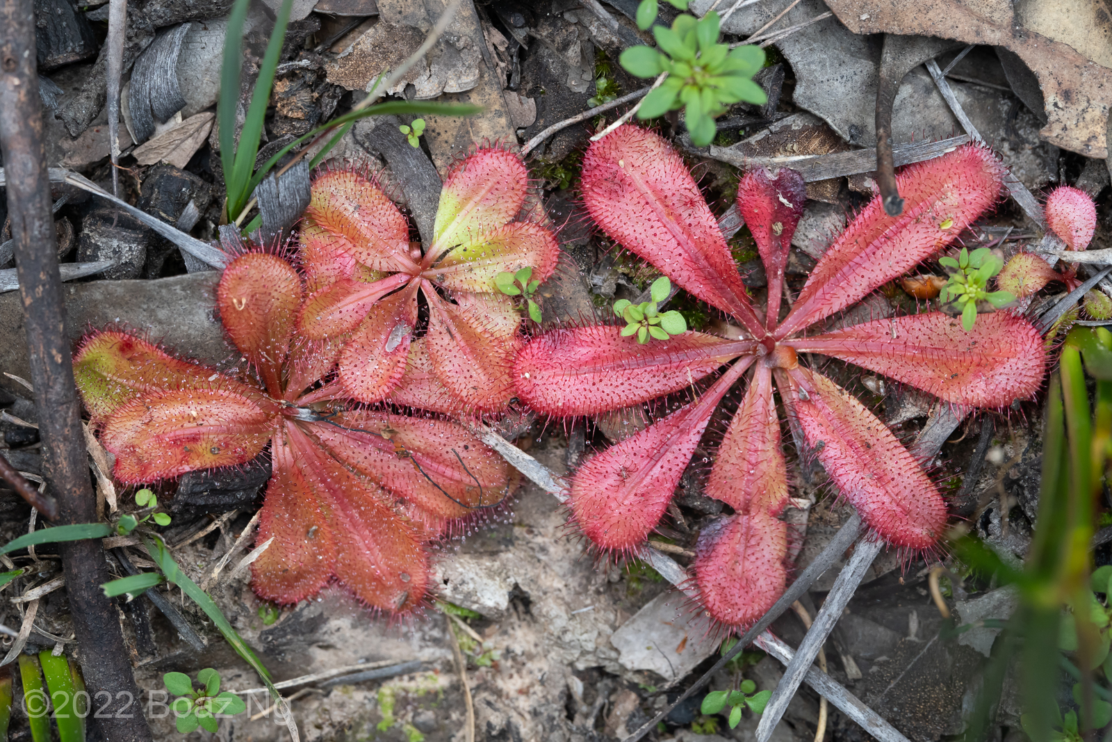 Drosera prostratoscaposa Species Profile - Fierce Flora