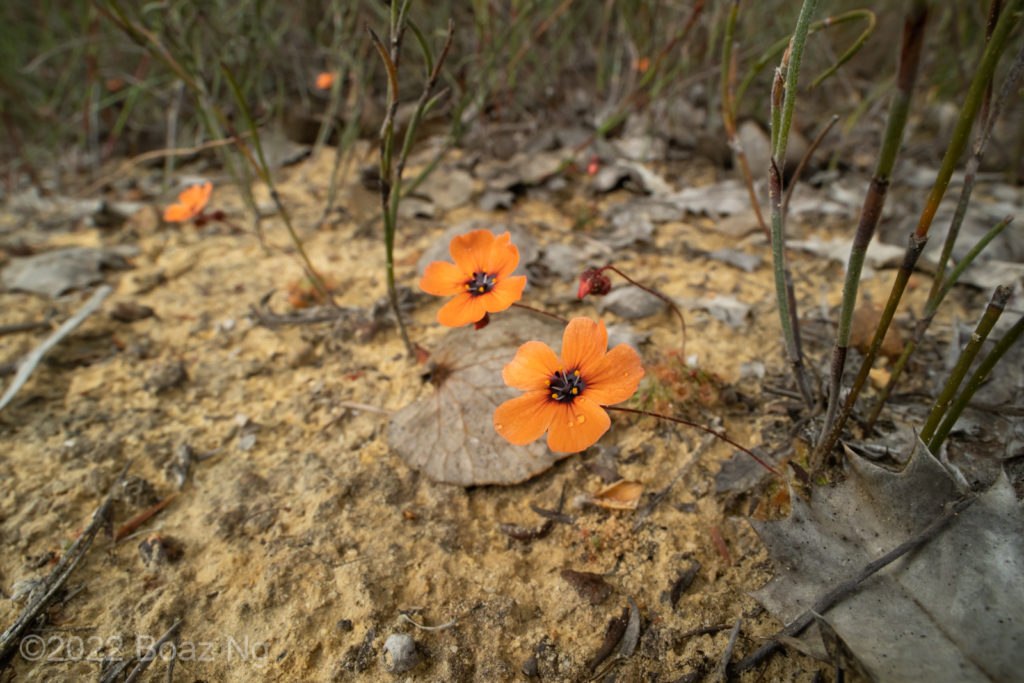 Drosera arcturi Species Profile - Fierce Flora