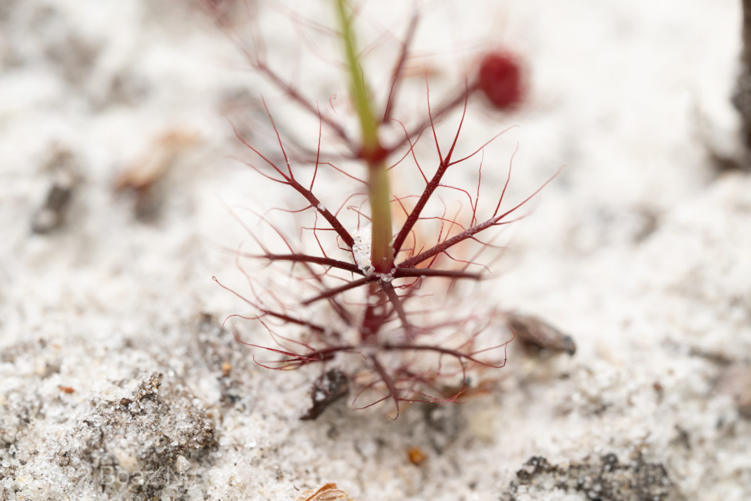 Drosera fimbriata Species Profile - Fierce Flora