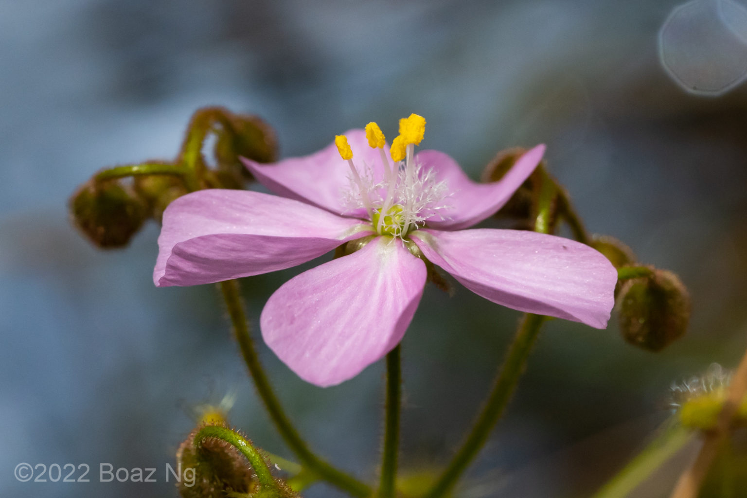 Giant Drosera binata in the Southern Highlands, NSW - Fierce Flora