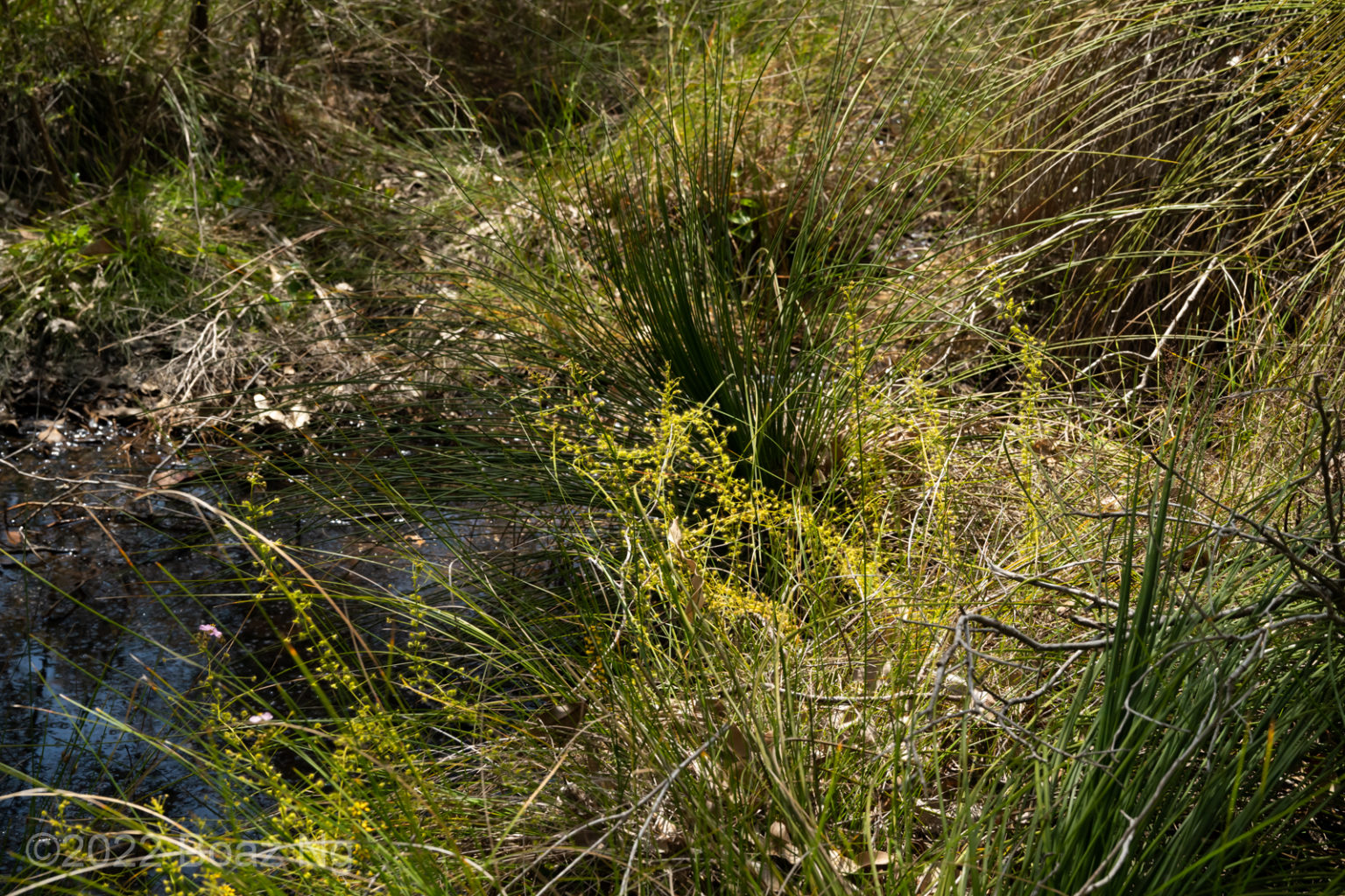 Drosera indumenta Species Profile - Fierce Flora