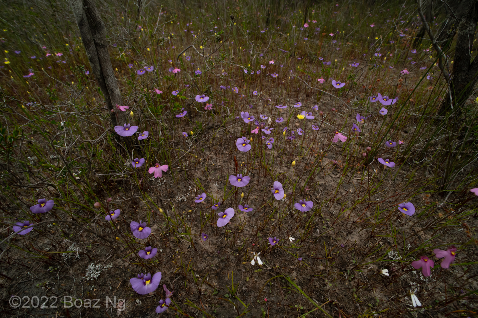 Utricularia petertaylorii species profile - Fierce Flora